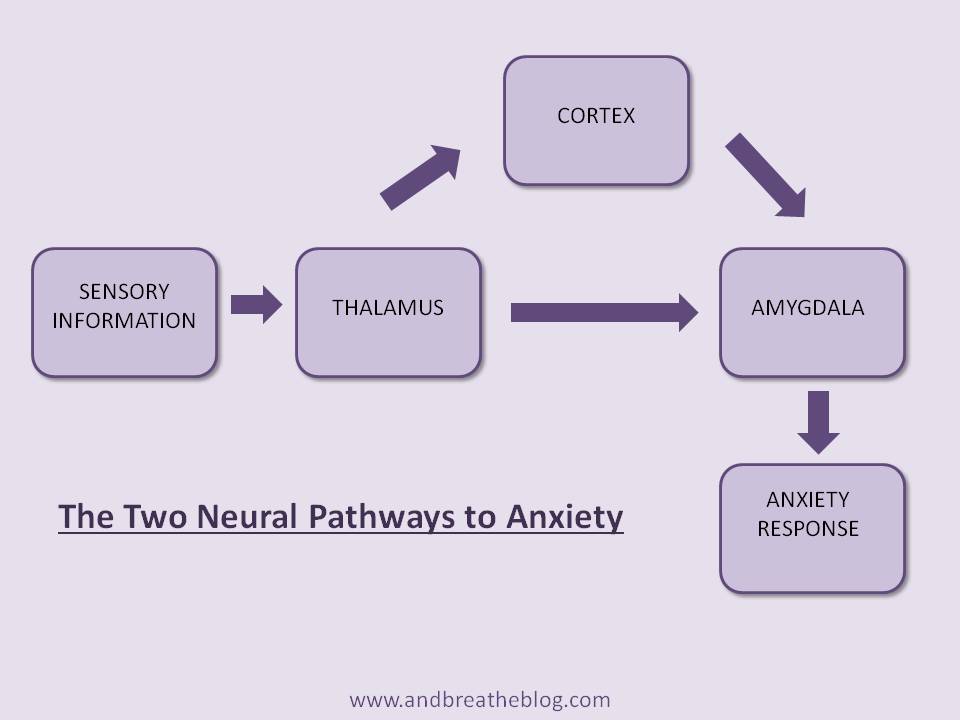 Anxiety and the Brain, Part 4: The Amygdala Pathway – And Breathe……